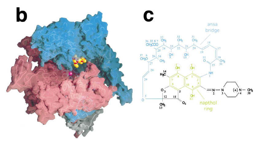 Figure3. Rif-RNAP Cocrystal Structure